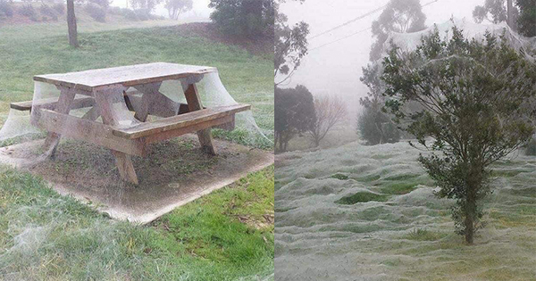 Wanneer het spinnenseizoen is in Australië (10 foto's) - Ladderzat